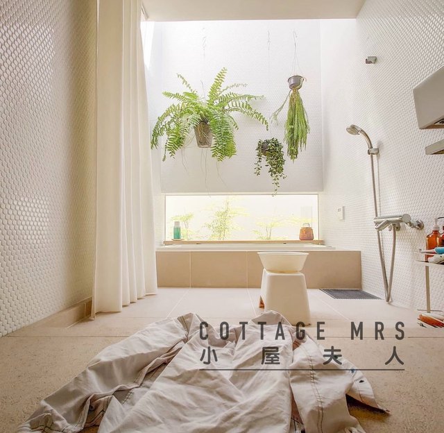 CottageMrs Overlord Fern Office Indoor Green Plants Balcony Potted ...