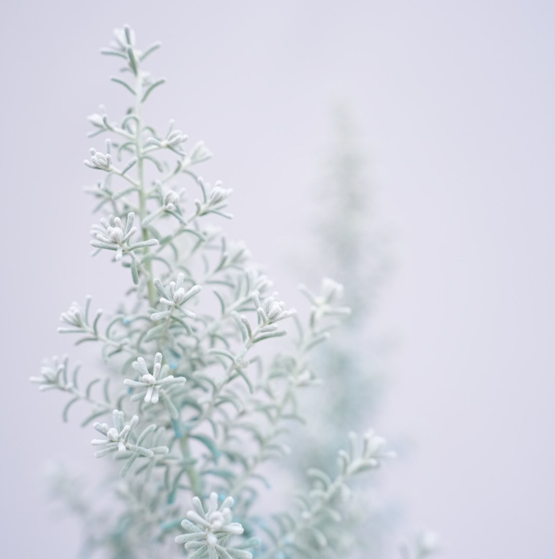 Australian skin pearl blue Bush Bush Bush Advanced Silver Gray Imported ...