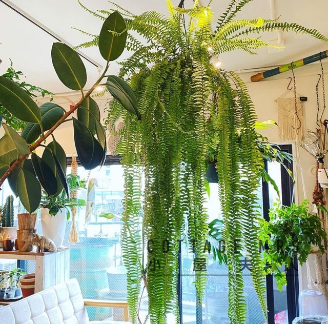 CottageMrs Overlord Fern Office Indoor Green Plants Balcony Potted ...