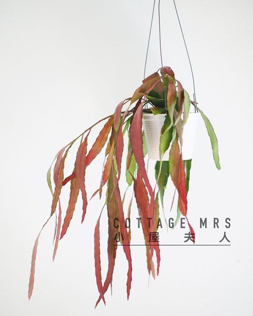 Red leaf silk reed ins hanging tropical rainforest cactus epiphyllum ...