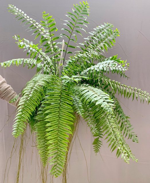 CottageMrs Overlord Fern Office Indoor Green Plants Balcony Potted ...