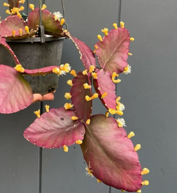 Wrinkle wire reed green fish tail hanging viewing leaf silk reed cactus