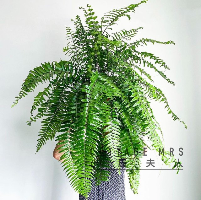 CottageMrs Overlord Fern Office Indoor Green Plants Balcony Potted ...