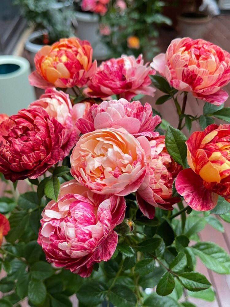 Juice splash (not guaranteed with splash) rose seedlings heat-resistant ...