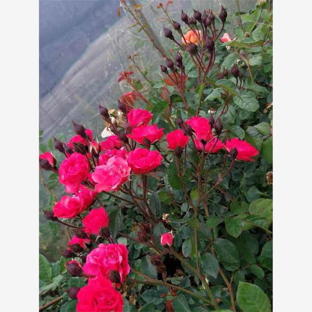 Strong-scented edible golden-edged roses with multiple flowers blooming ...
