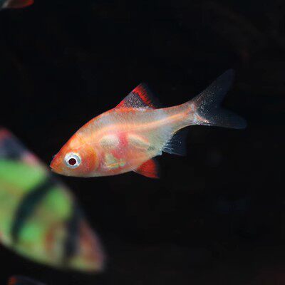 Tiger fish ornamental fish tropical fish small freshwater easy to raise ...