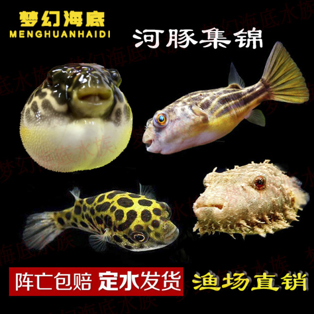 Zebra dog head fish papaya hairy crown submarine puffer fish puffer ...