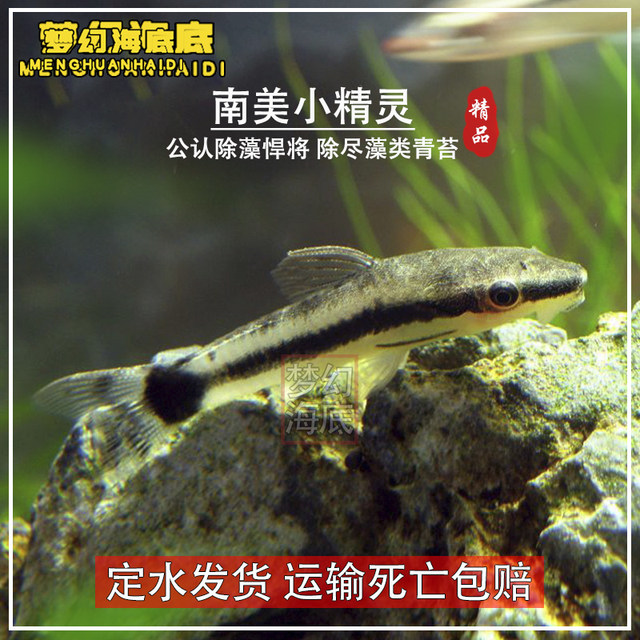 Tropical ornamental fish elf fish tiger elf first-line flying fox algae ...