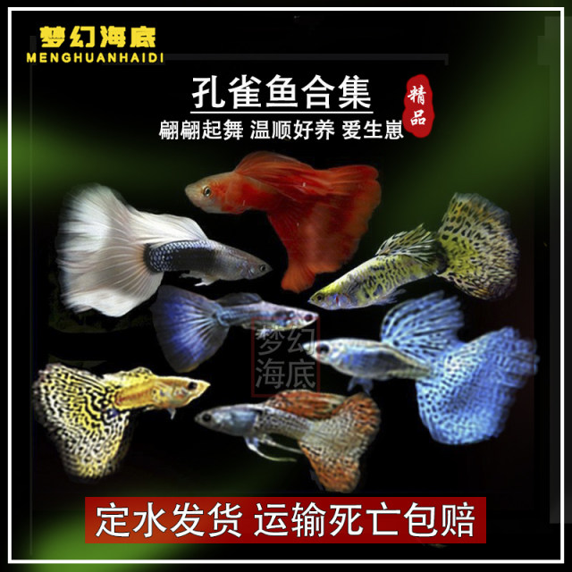 Peacock fish small freshwater is good for purebred golden phoenix tail ...