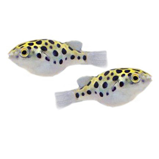Dajin Doll Pufferfish Live Submarine Chocolate Salmon Fish Grass Tank ...