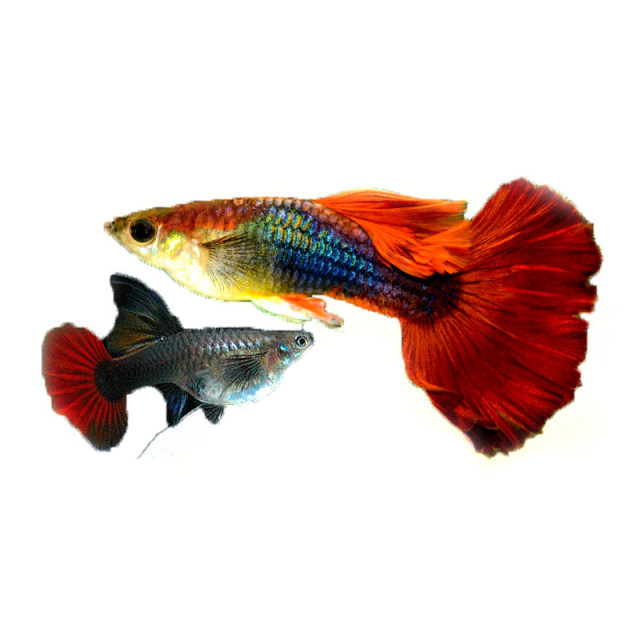 Peacock fish small freshwater is good for purebred golden phoenix tail ...