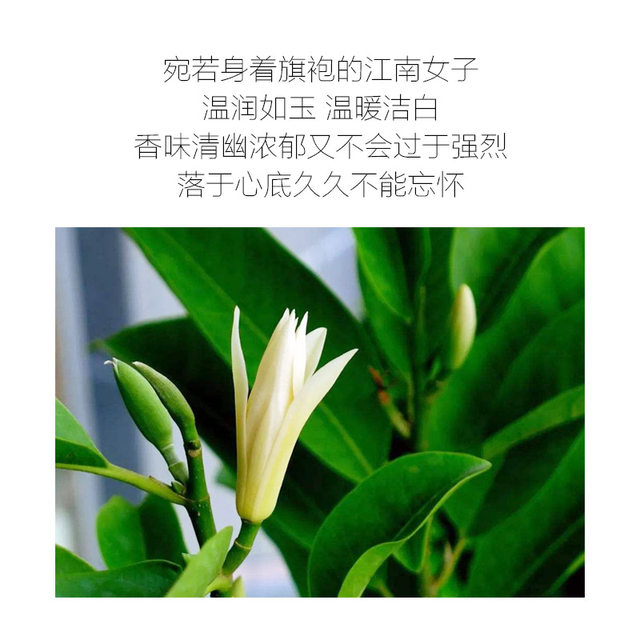 April White Orchid Perfume in the Mountains Floral Fragrance Magnolia ...