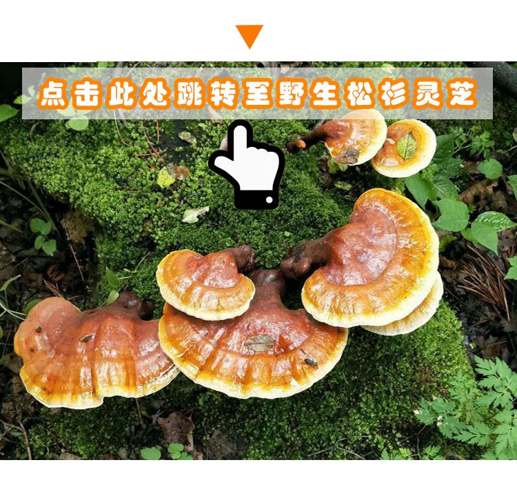 Pine and fir red ganoderma lucidum under the forest big extra-grade ...