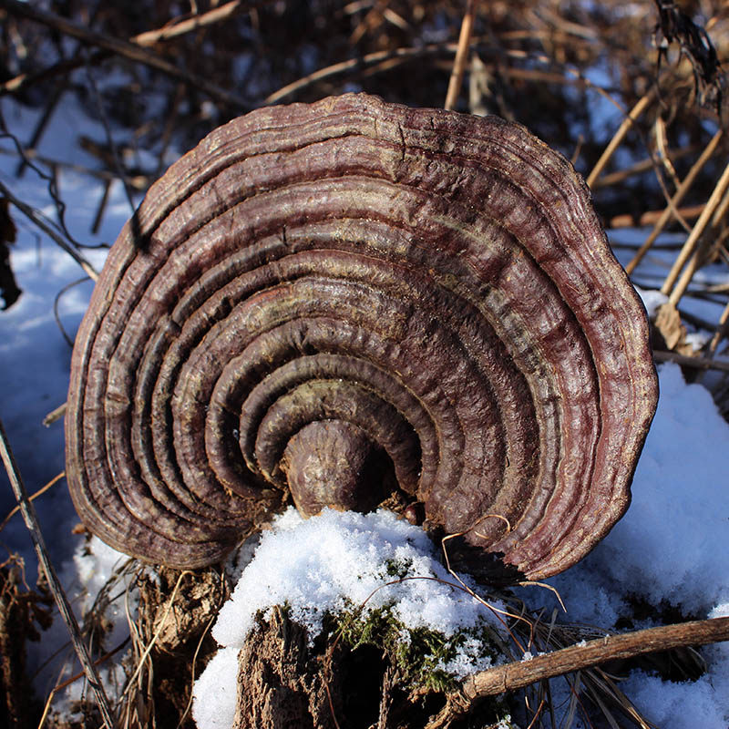 Wild Sessile Red Ganoderma - Extra Large Changbai Mountain Red ...