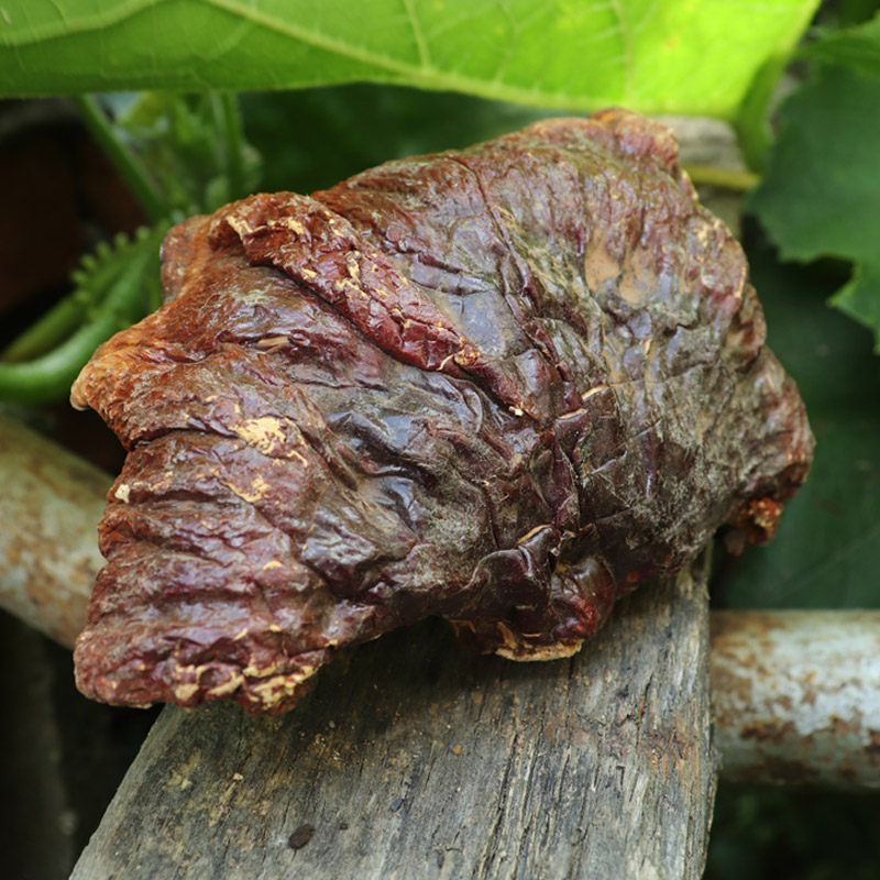 Pine Fir Ganoderma | Red Ganoderma | Ganoderma Underwood | Large Super ...