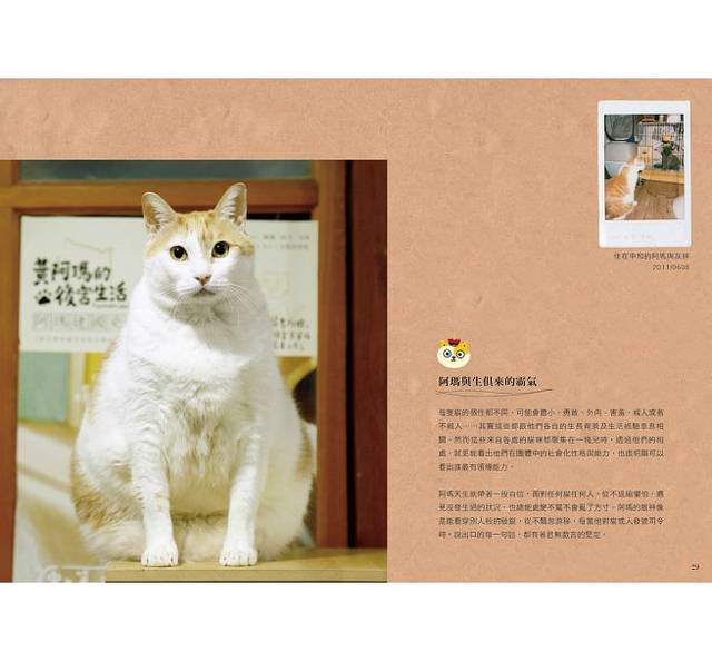 Taiwan version Cat feeding method breeding strategy knowledge, encyclopedia, domestic ...