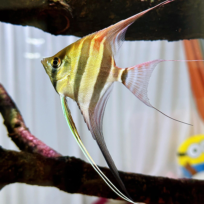 Giant Egyptian Angelfish Peruvian Small Tropical Freshwater Ornamental ...