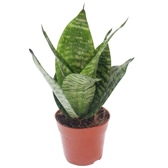 Purifying Air Tiger Pilan Base Tiger Pilan Hani Golden Orchid White ...