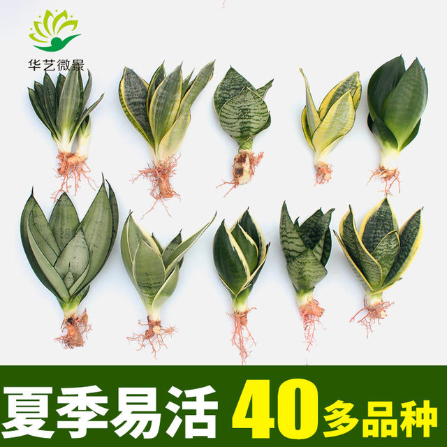 Purifying Air Tiger Pilan Base Tiger Pilan Hani Golden Orchid White ...