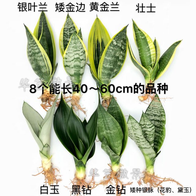 Purifying Air Tiger Pilan Base Tiger Pilan Hani Golden Orchid White ...
