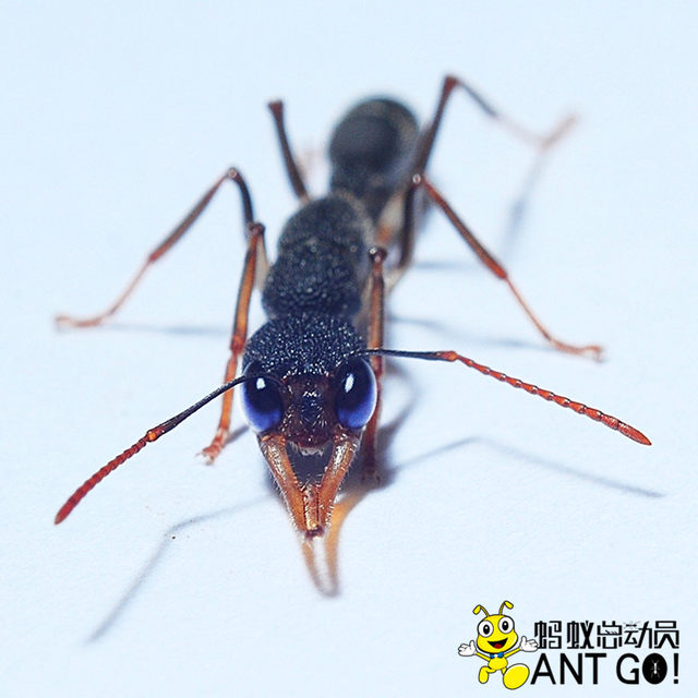 Hunting sickle ants Harpegnathosvenator live ant workshop pet birthday ...