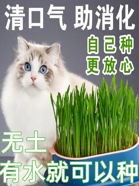 Potted cat grass, soilless hydroponic wheat seeds, hair balls, cat mint ...
