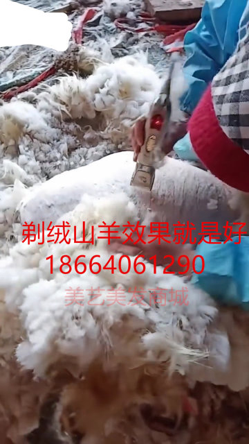 High -power velvet goat long hairy rabbit shaved wool