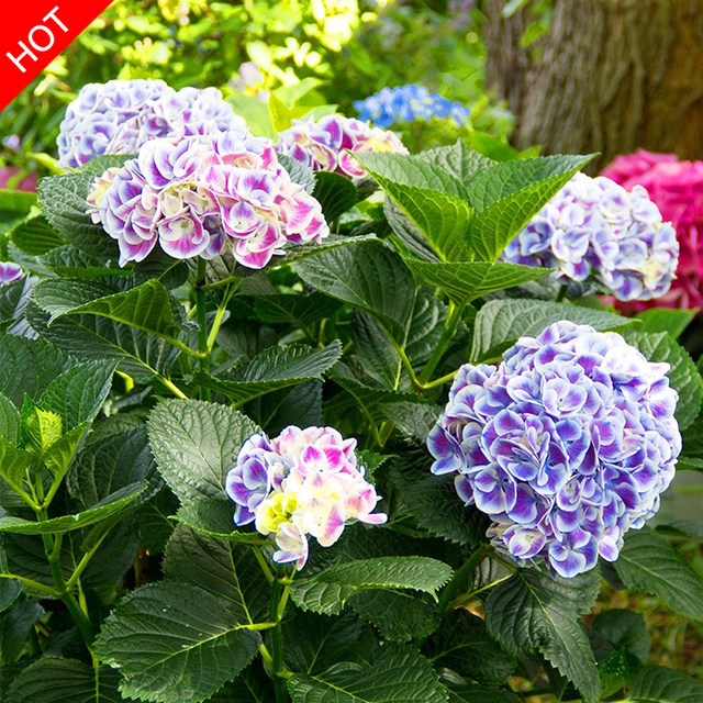 Island 1. Hydrangea Seedling Base Novice Endless Xia Wanhua Mirror Sun ...
