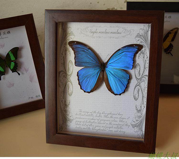 Butterfly Specimens Big Blue Morpho - Real Butterfly Specimens ...
