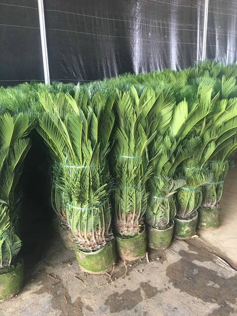 Iron tree bonsai iron tree seedlings living room potted plants four ...