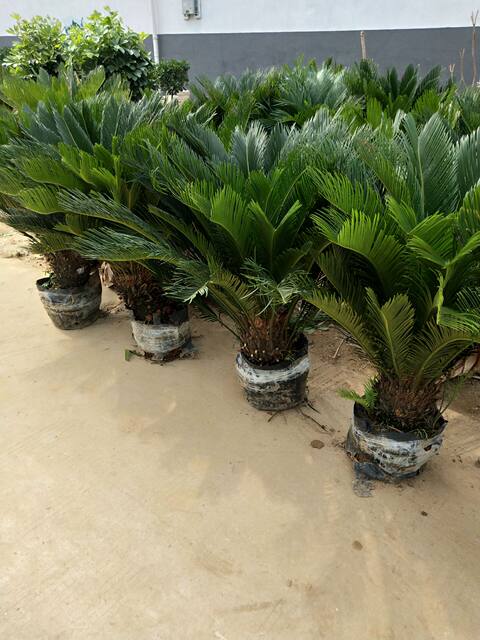 Iron tree bonsai iron tree seedlings living room potted plants four ...