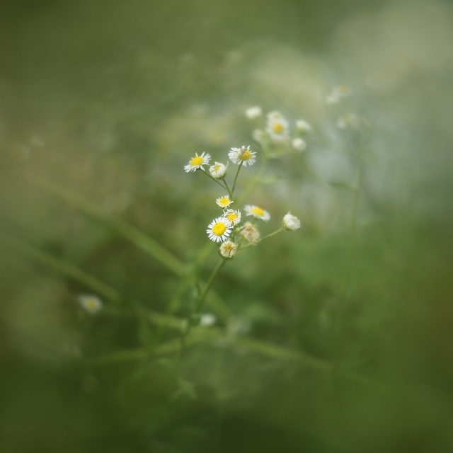 Central exposure edge blur close-up filter hollow foreground blur ...