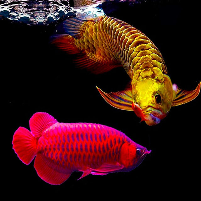 Indonesian hand practice red blood emperor chili super blood red dragon ...