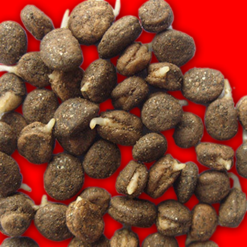 Changbai Mountain Ginseng Seeds - Planting Tips for Growing Ginseng ...