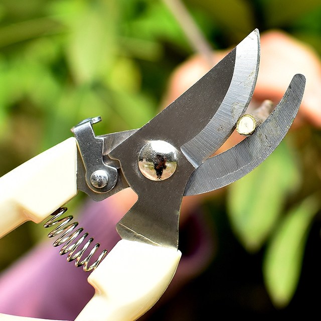 Pruning fruit tree pruning scissors gardening garden pruning scissors ...
