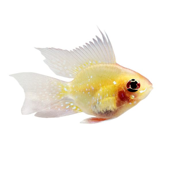 Gold Bozi Pikachu Gold Bozi Fish Gold Dutch Phoenix Fish Short Bream ...
