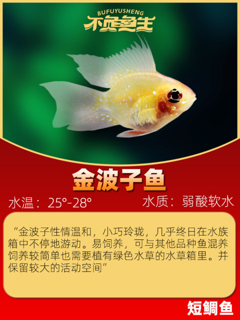 Gold Bozi Pikachu Gold Bozi Fish Gold Dutch Phoenix Fish Short Bream ...