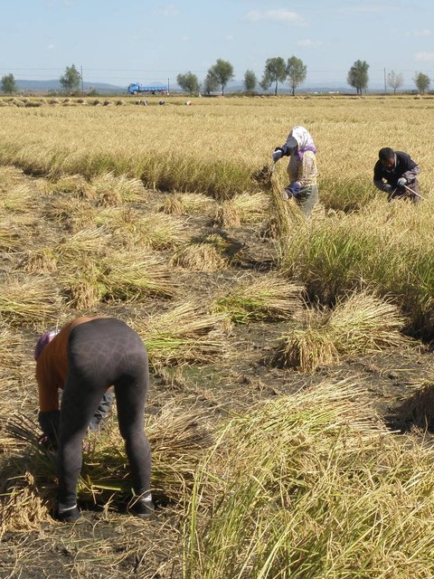 Wuchang Rice Daohuaxiang No. 2 Longfengshan Township New Rice Farmers ...