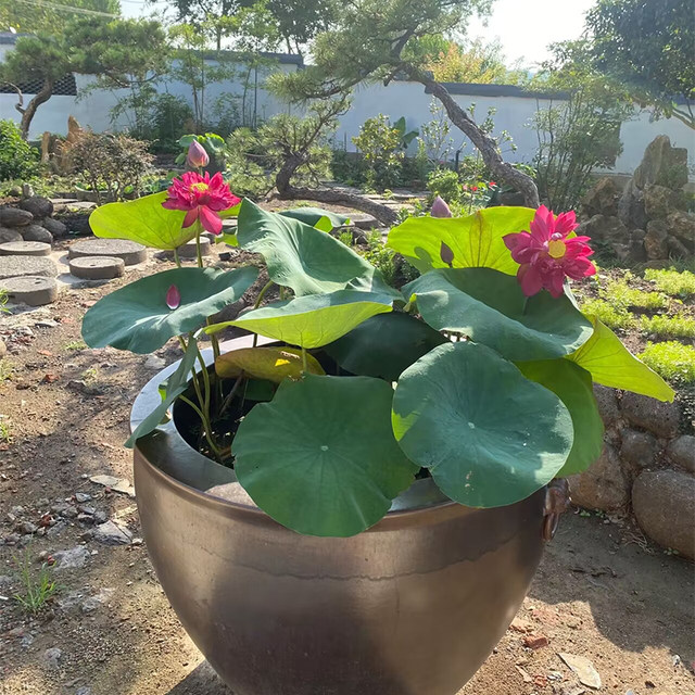 Edible lotus root seedling seedling root pond high-yield large edible ...