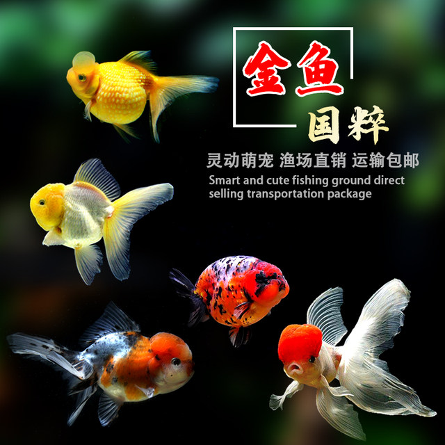Package live goldfish live fish ornamental fish small fresh water good ...