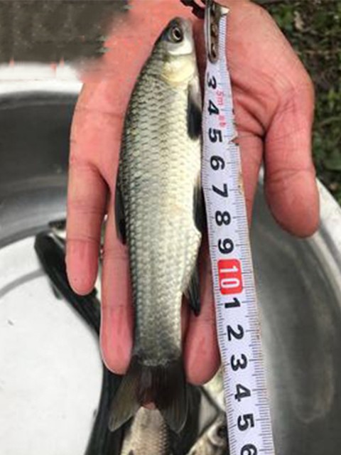 Grass carp fry snail green fish fry fat head carp silver carp silver ...