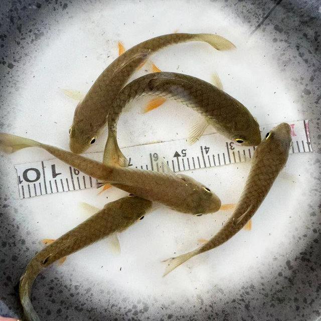 Military fish fry Huangjuan fish fry freshwater culture Luya edible ...