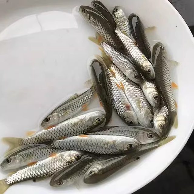 Military fish fry Huangjuan fish fry freshwater culture Luya edible ...