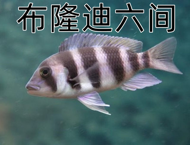 Imported Taiwanese tan cichlid, Saylan, six-room Ibaka, six-room ...