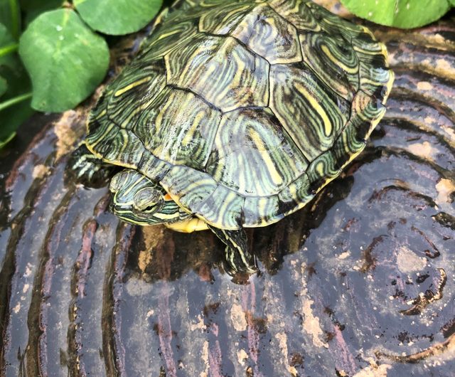 Live turtle big Brazilian turtle live pet turtle longevity ornamental ...