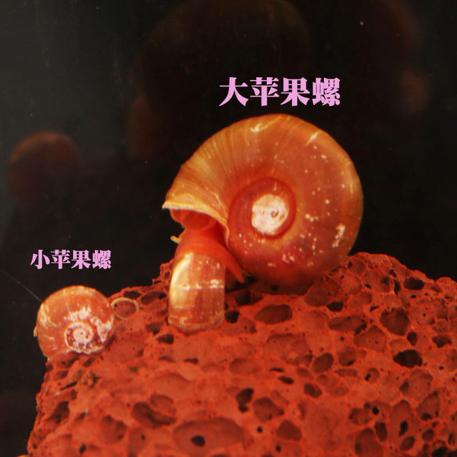 Golden snail apple snail fish tank algae removal snail ornamental snail ...