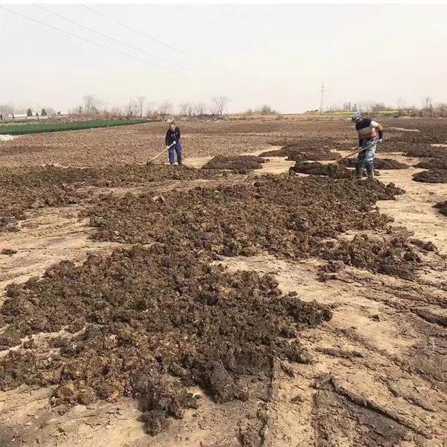 Pure dry chicken manure includes chicken fertilizer, natural farmyard ...