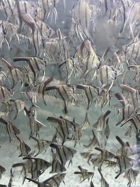 Red-backed Egyptian angelfish, Mormenska swallow fish, live tropical ...