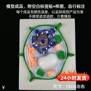 动物细胞模型糖果