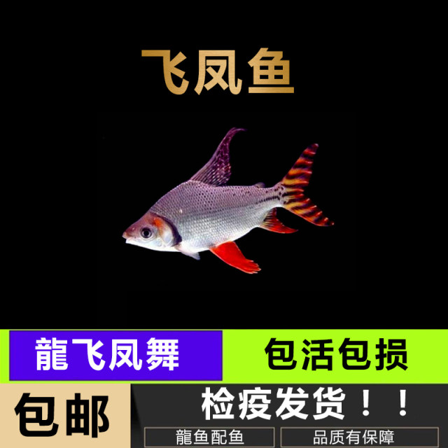 Medium large fish tropical fish viewing fish flying phoenix fish flag ...
